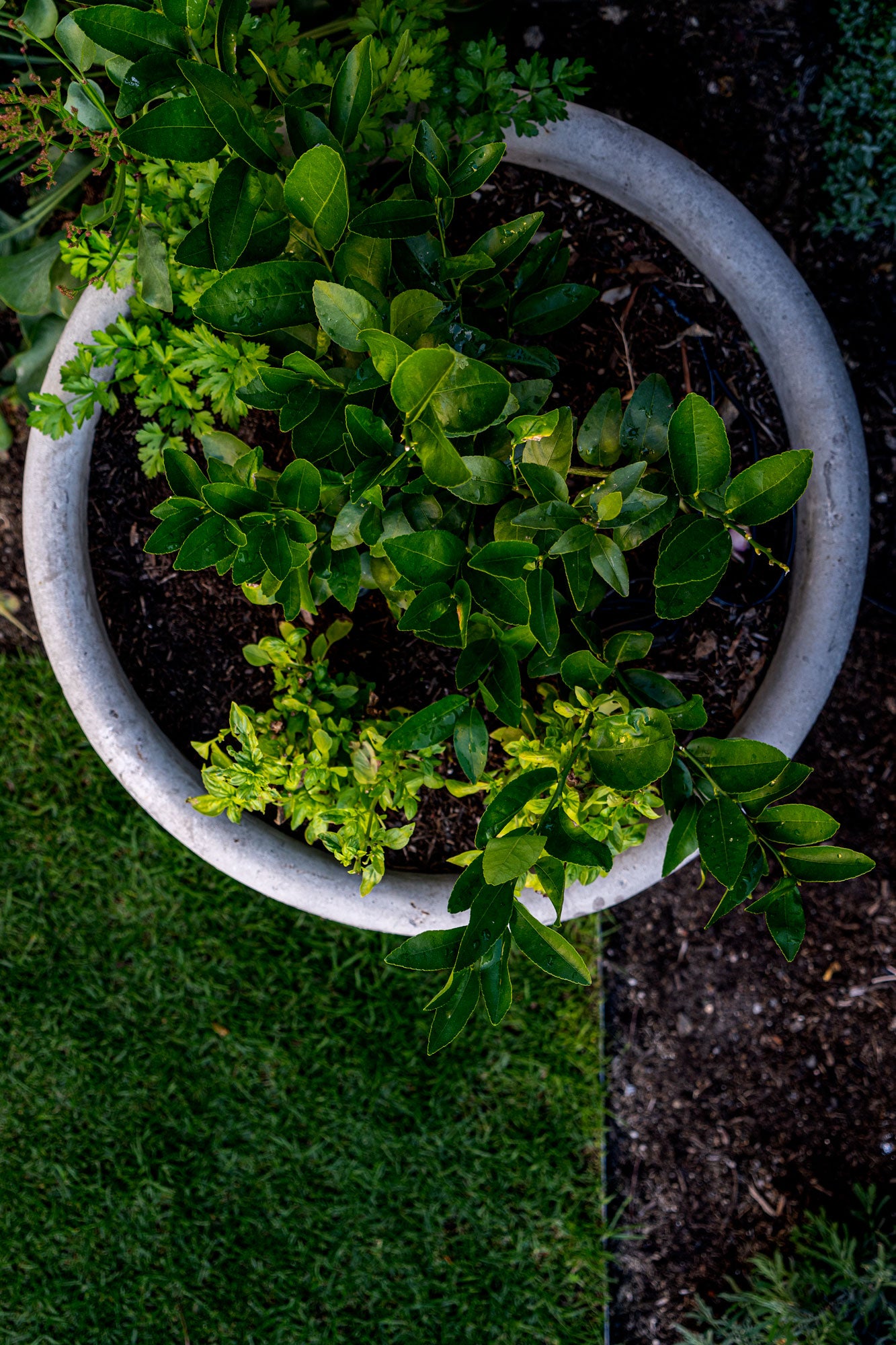 Concrete Planters - Small – Mangoni Family Merchants