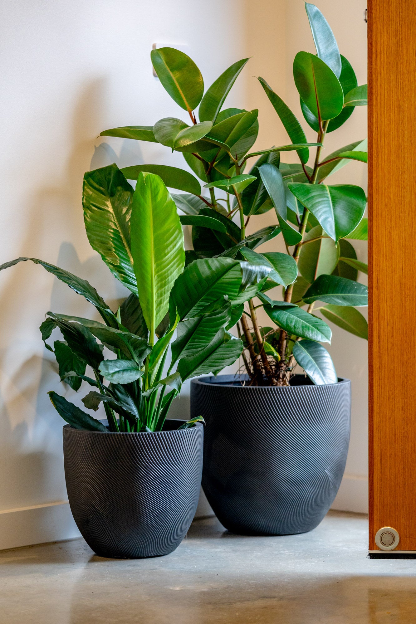 Mangoni Family Merchants - Indoor & Outdoor Pots & Plants