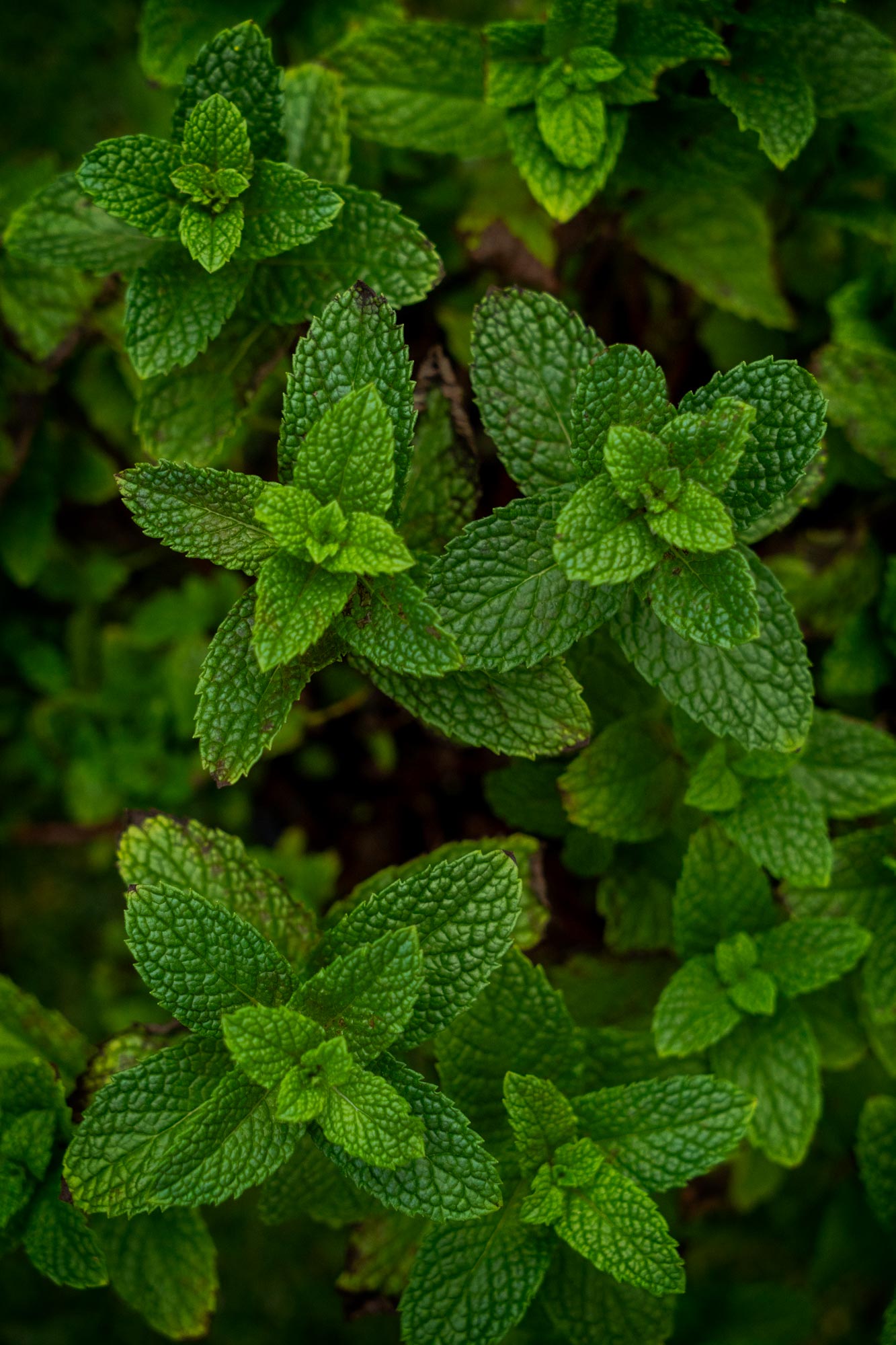 Mint – Mangoni Family Merchants