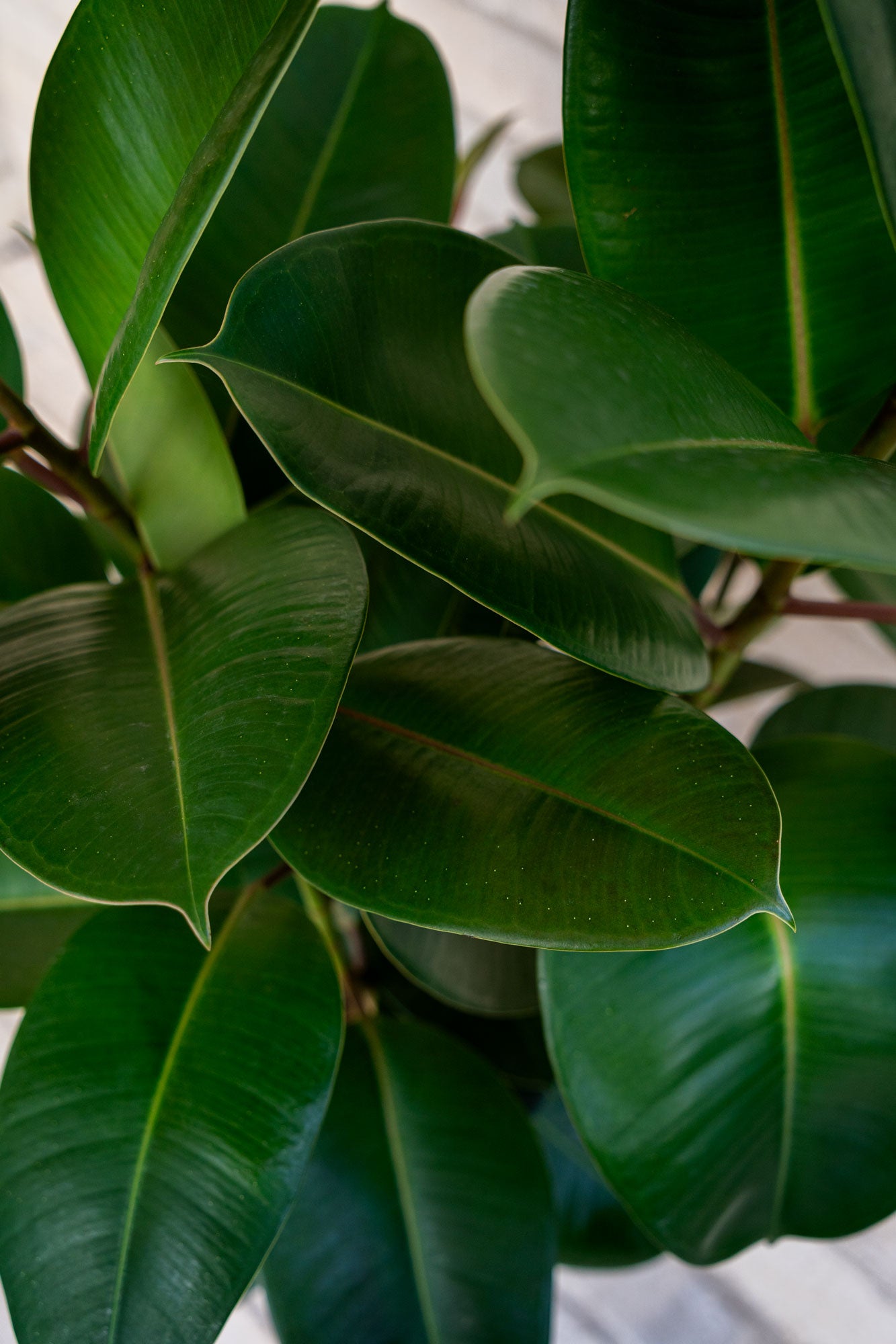Rubber Plant 'Robusta' – Mangoni Family Merchants