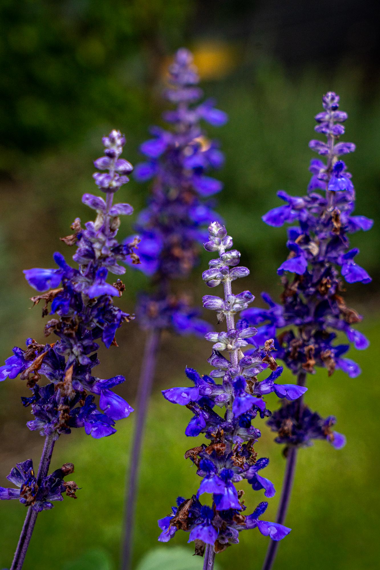 Salvia 'Mystic Spires' – Mangoni Family Merchants