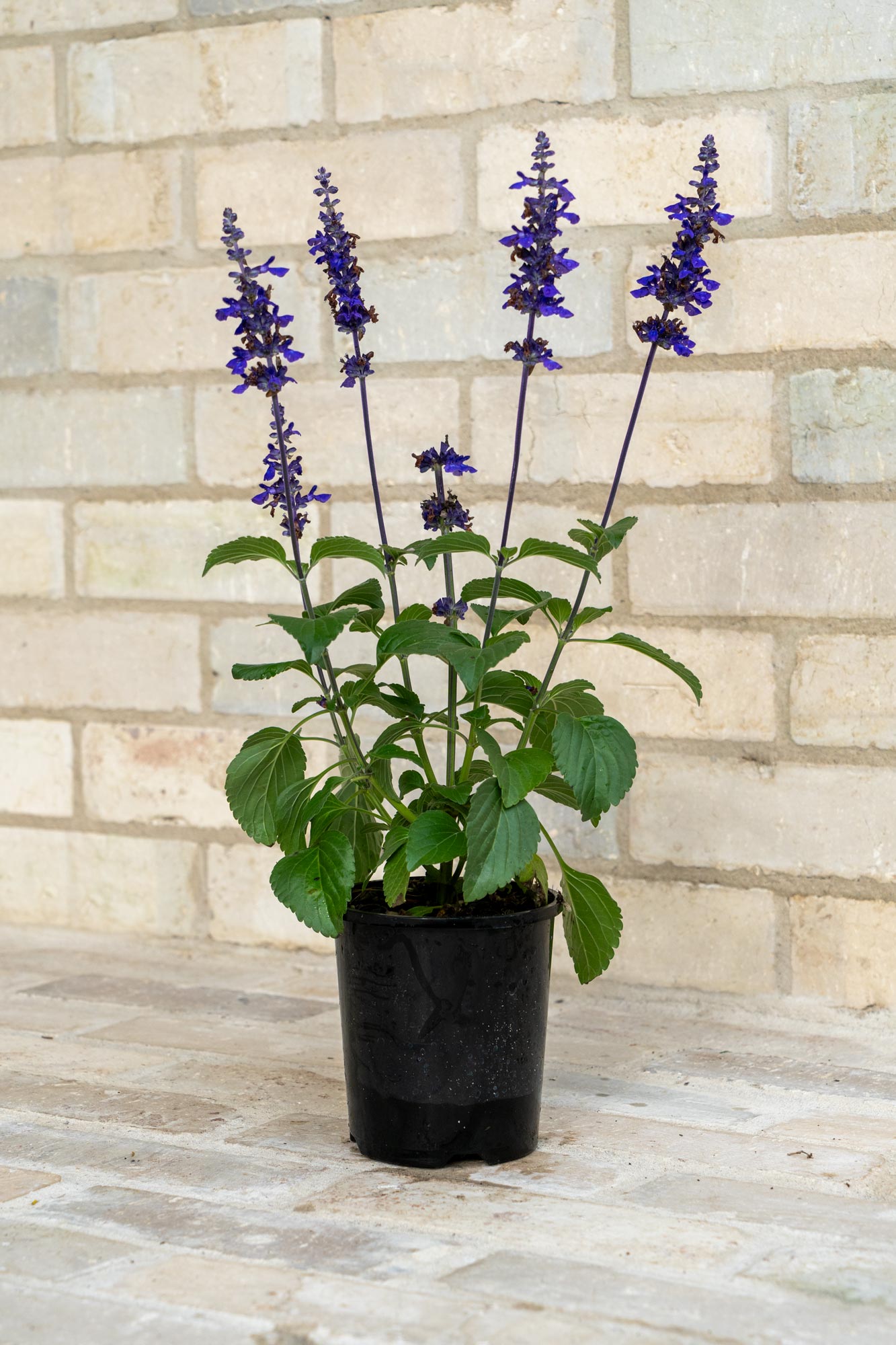 Salvia 'Mystic Spires' – Mangoni Family Merchants