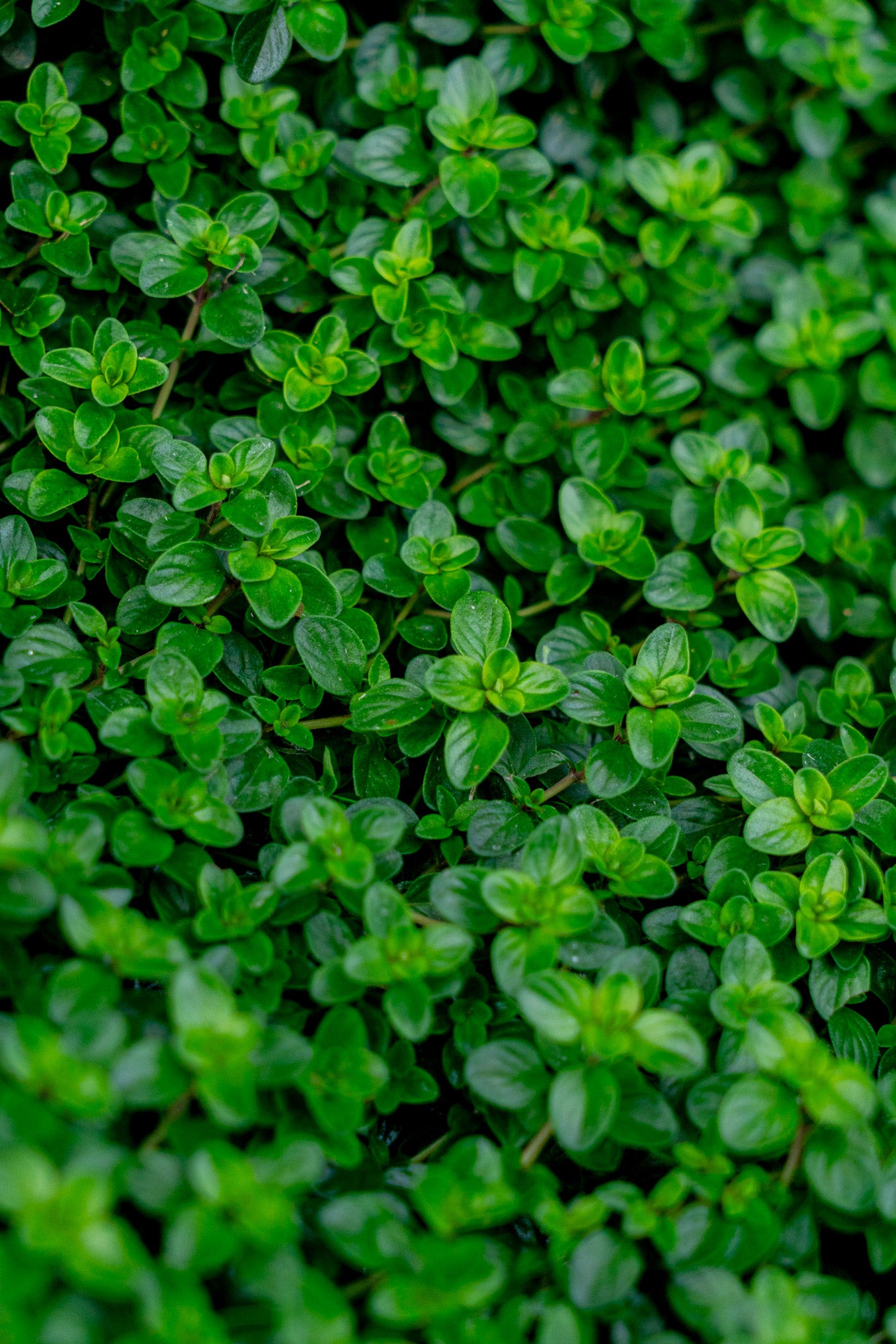 Italian Thyme – Mangoni Family Merchants